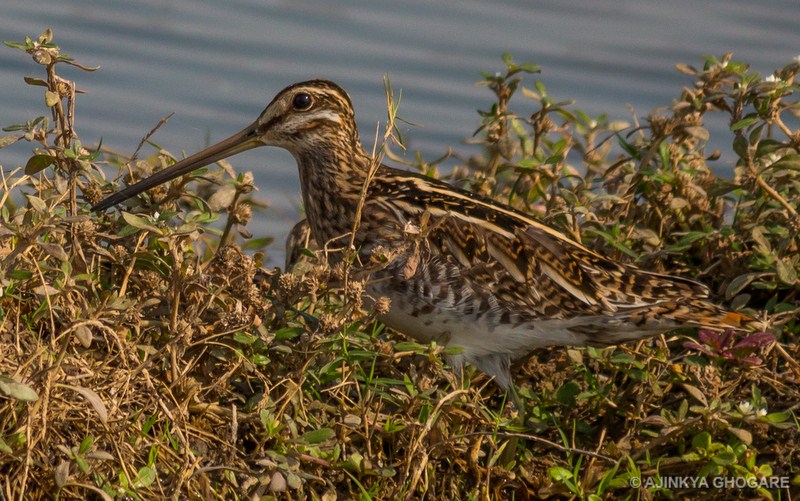 Pic of the Day | Snipe In Literature